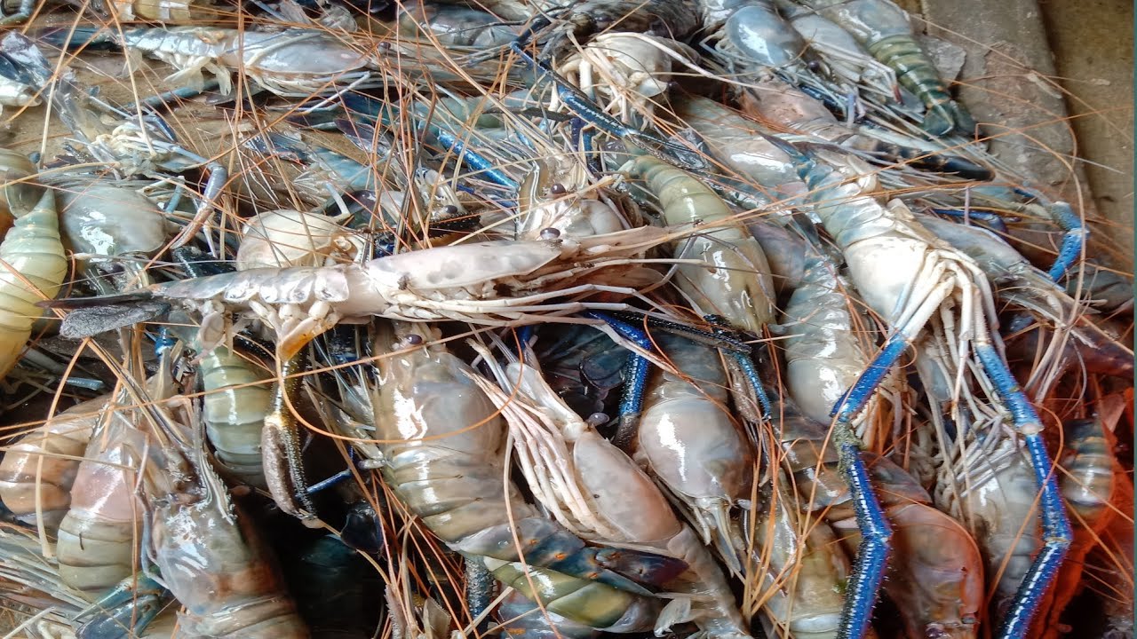 Chingri fish cutting |Chingri fish cutting skills|Chingri fish cutting ...