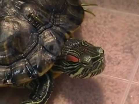Hybrid Turtles- Part 2 - YouTube
