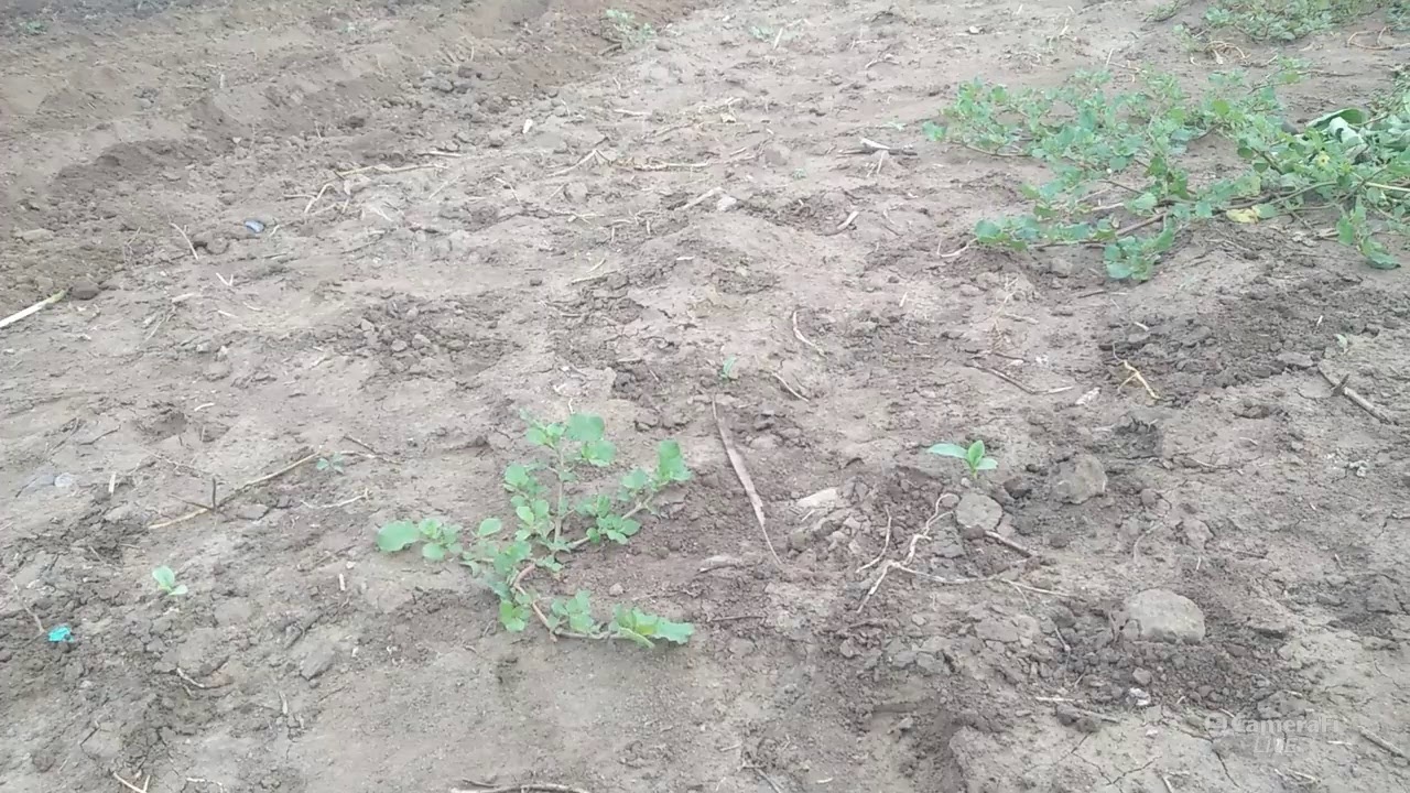 Pertanian modern dalam pembuatan bedeng sayur di Nagekeo oleh Tim ...