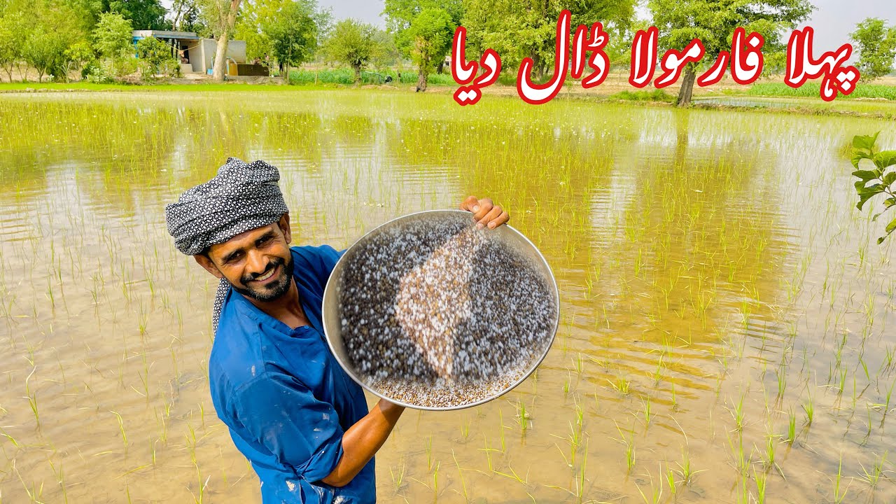 First Step Rice 🌾 Farming Our Village In Pakistan🇵🇰 Punjab - YouTube