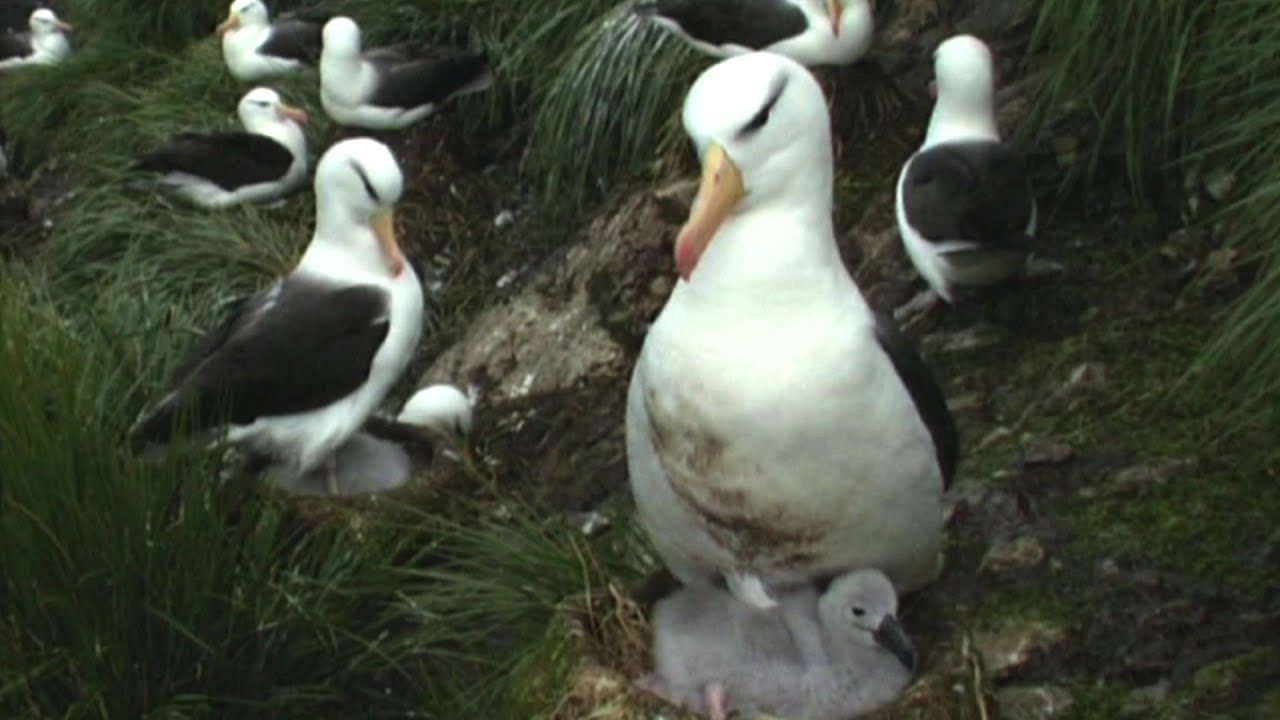 Albatroslar peykdən sayılır - YouTube