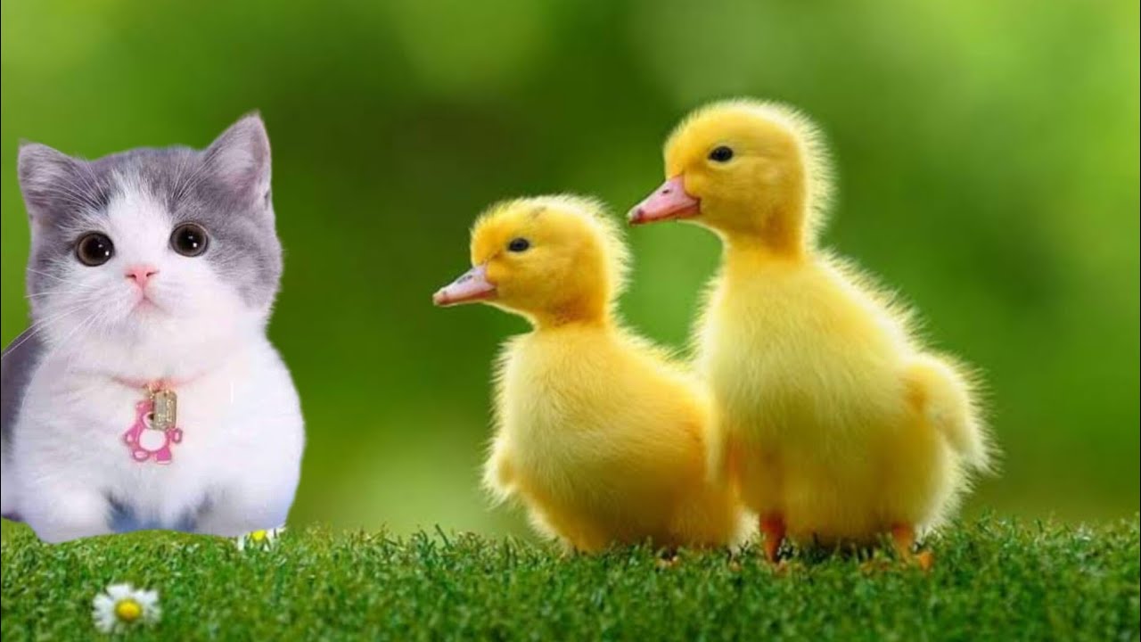 Anak Bebek Lucu dan Kucing Imut - YouTube