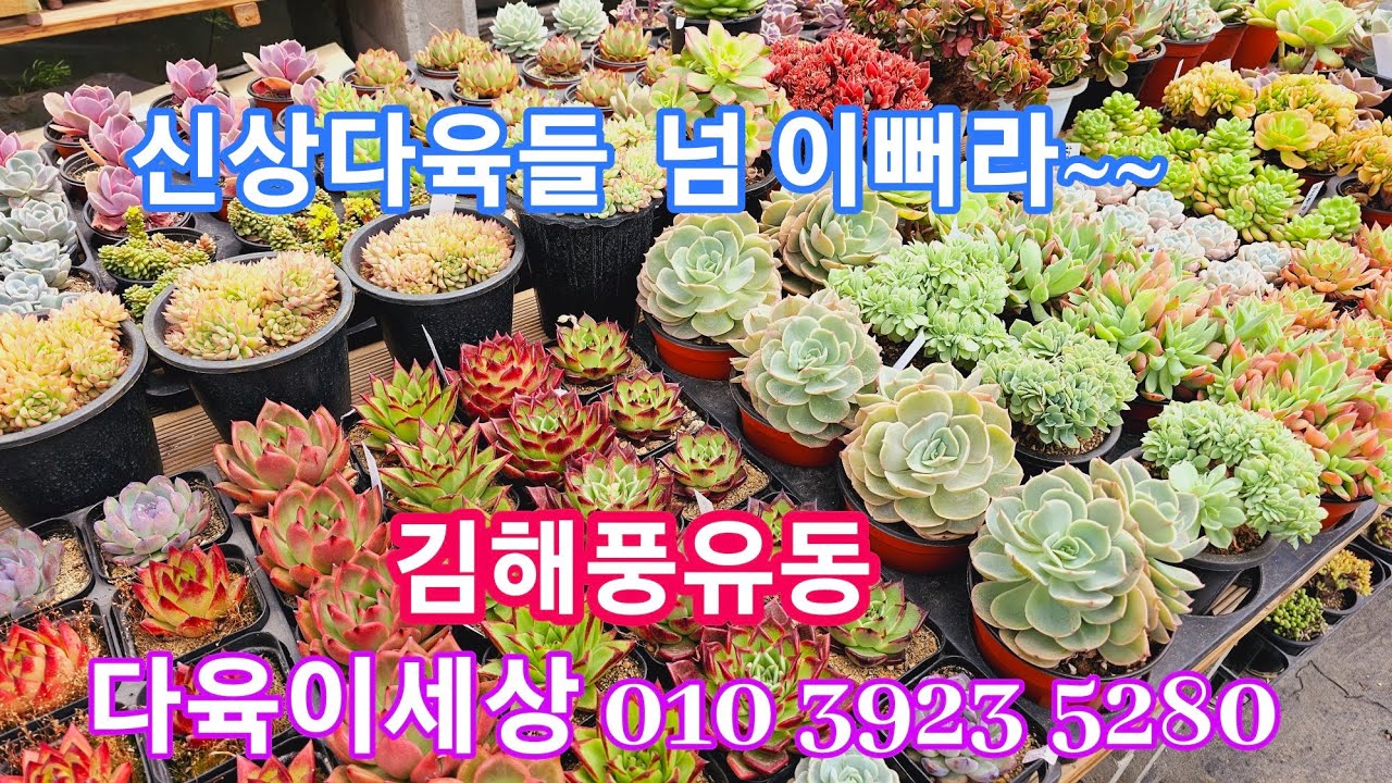 김해풍유동다육이세상🤩신상다육파피스로즈철화부용철화레드벨벳화이트스노우파키피덤아도데스홍매화철화🌸23423