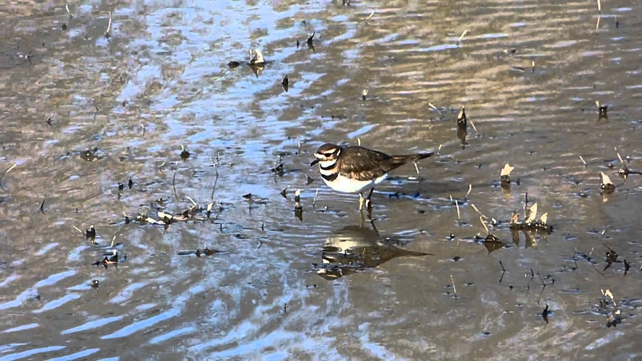 Kildeer feeding / Pluvier kildeer se nourrissant - YouTube
