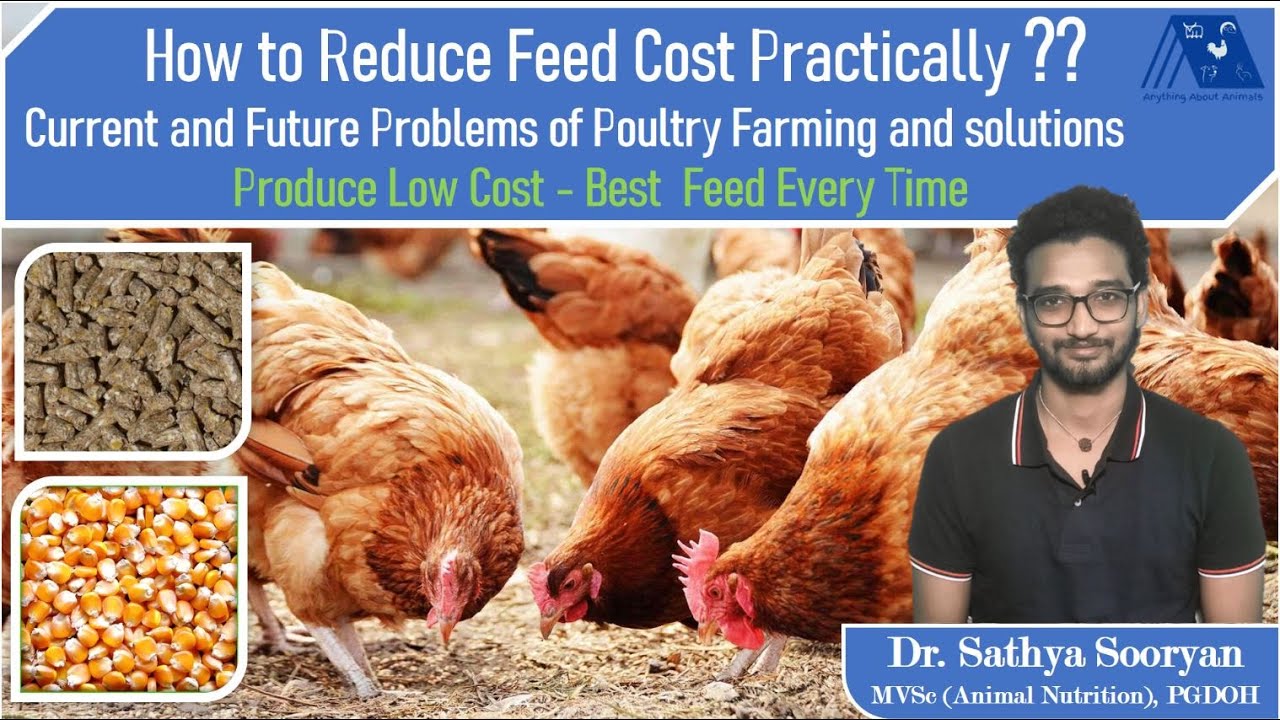 Low-Cost Poultry Feed | Current and Future Problems of Poultry Farming ...