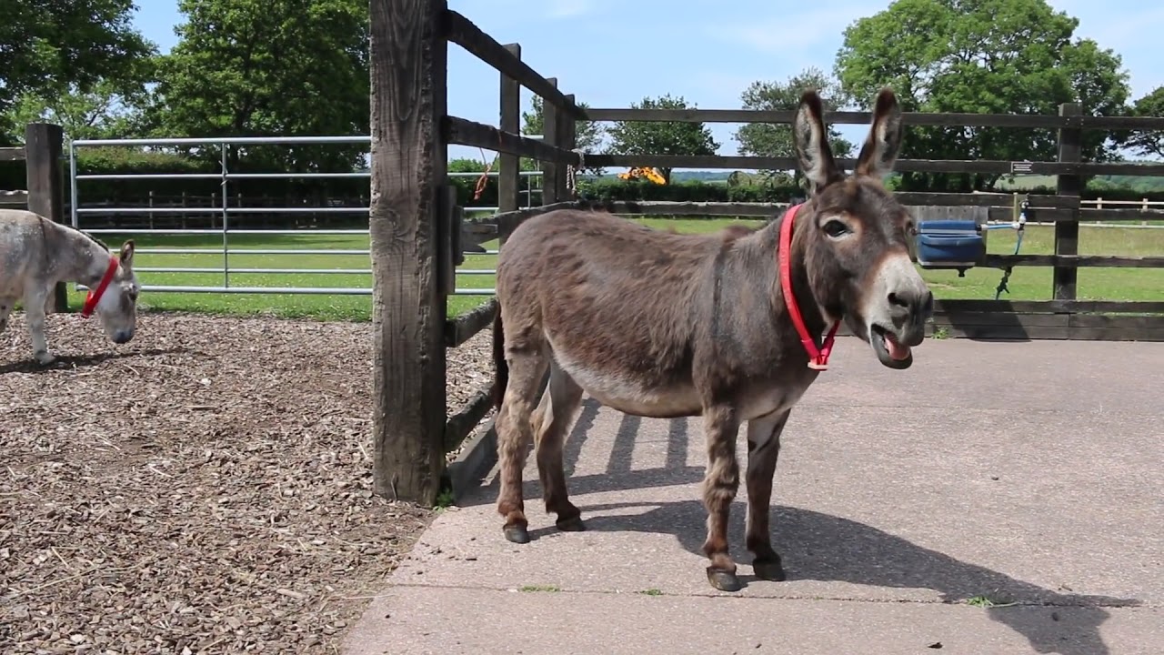 Adoption donkey Gareth practising his singing voice at The Donkey ...