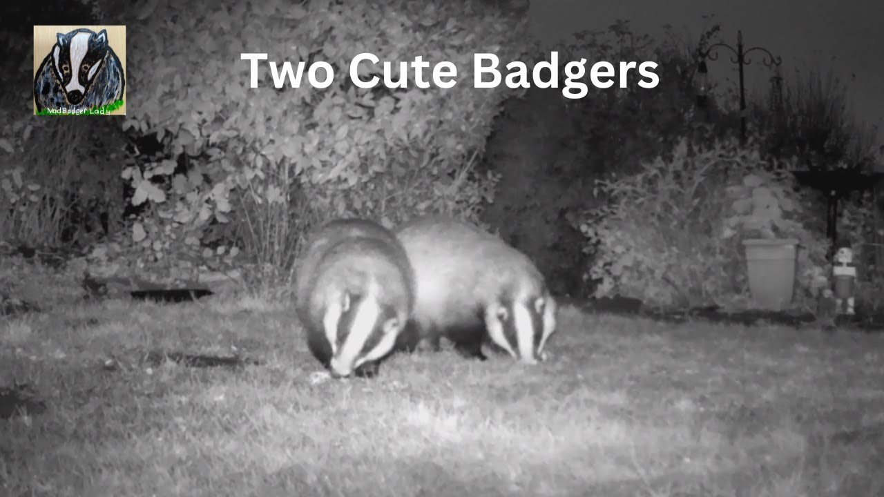 Two Cute Badgers - YouTube