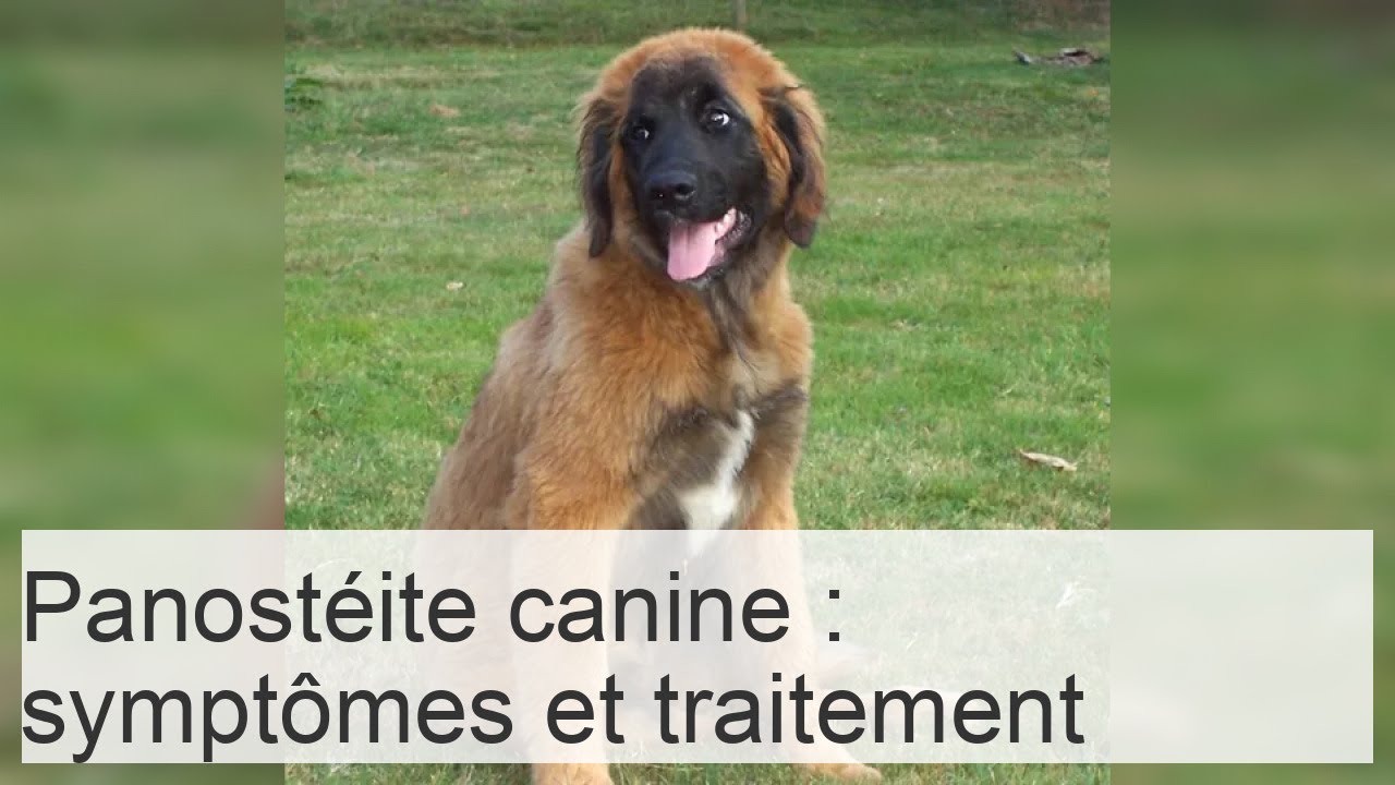 Panostéite chez le chien - Symptômes et traitement (avec PHOTOS) - YouTube