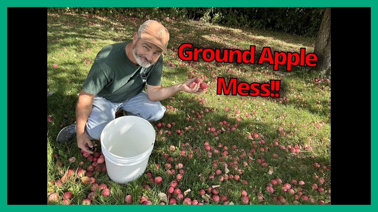 An Easier Way To Clean Up Fallen Apples From The Ground.....Must See ...