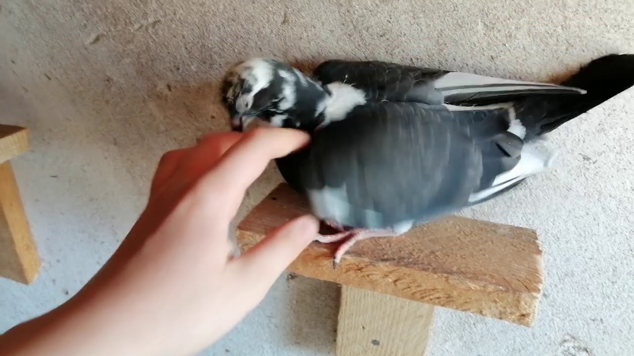 Baby Agresive/Angry pigeon - YouTube