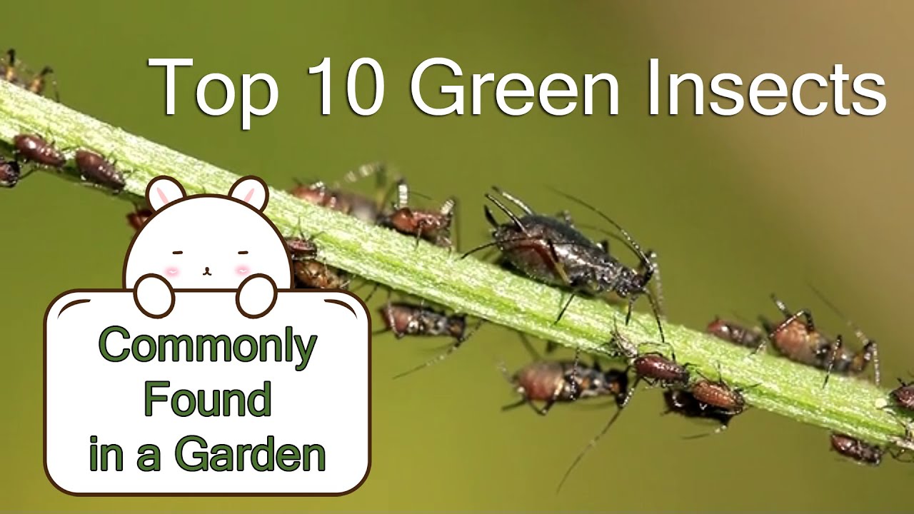 Top 10 Green Insects Commonly Found in a Garden - YouTube