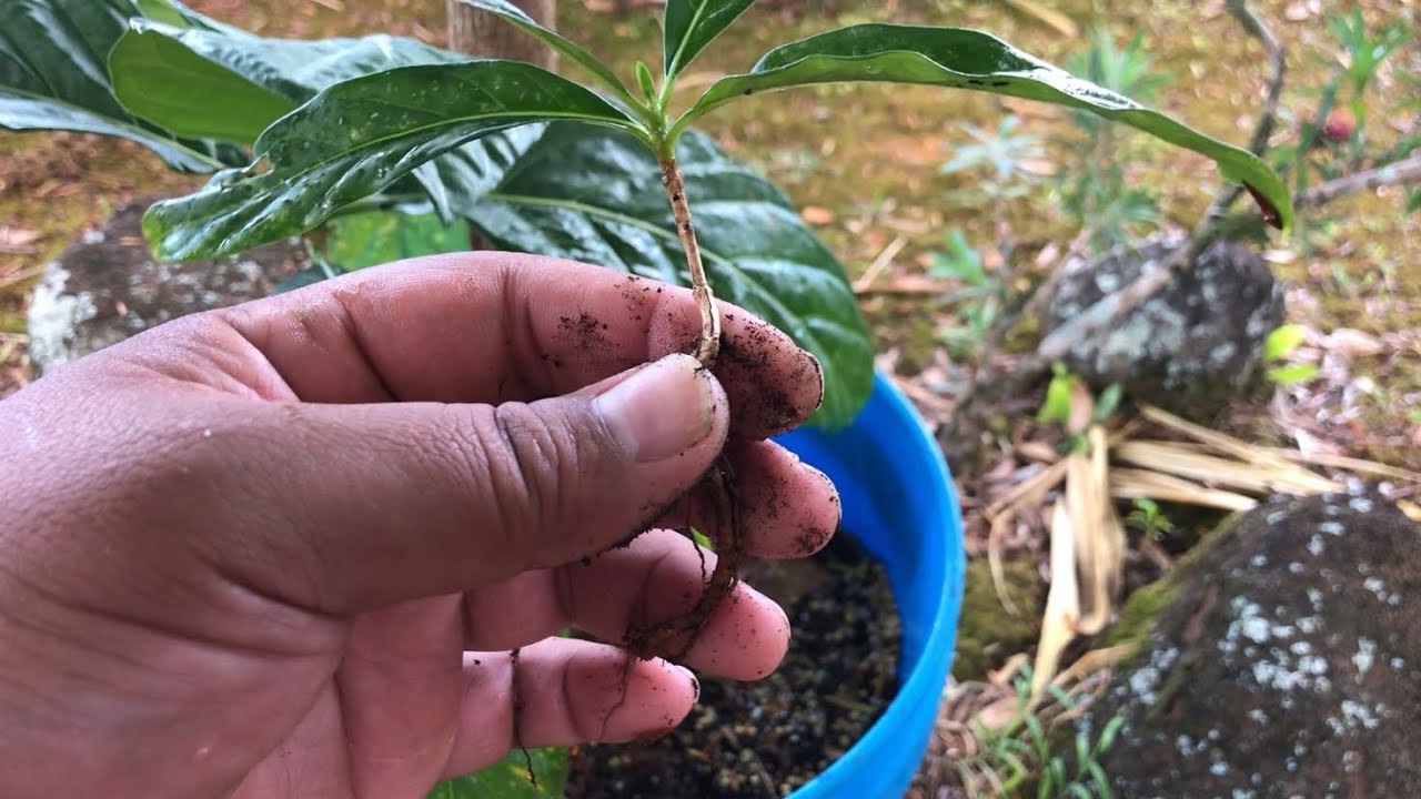 Growing NONI = MORINDA CITRIFOLIA (small offshoots) - YouTube