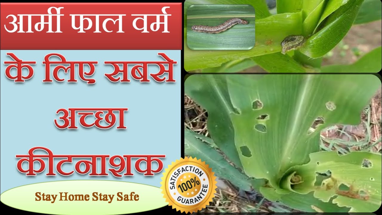 Fall armyworm || fall armyworm in maize || fall armyworm insect in ...