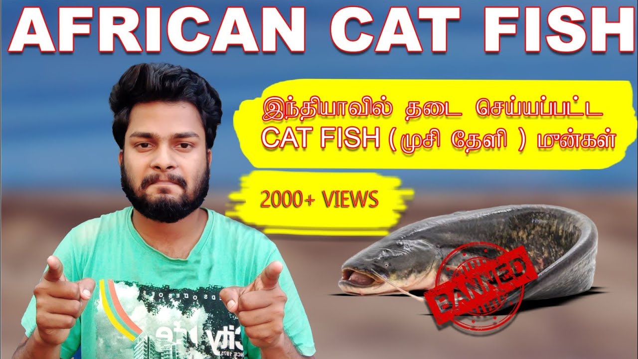 african cat fish ( mushi,theali meen) was banned in india explained ...