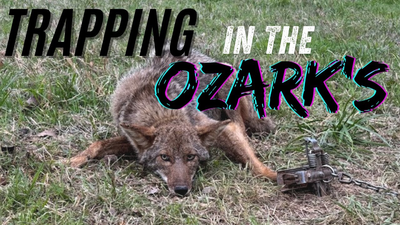 Mastering the Art of Setting Traps for Coyotes and Varmints: Part 1 ...