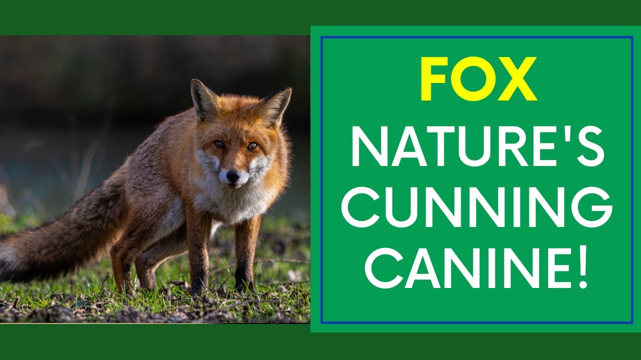 Foxes Unveiled 🦊 Fascinating Facts about Nature's Cunning Canines! 🐾 ...