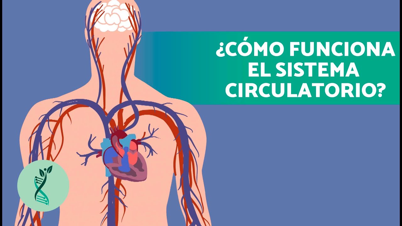 ¿Cómo es el SISTEMA CARDIOVASCULAR o CIRCULATORIO humano? 🫀🧬 ...