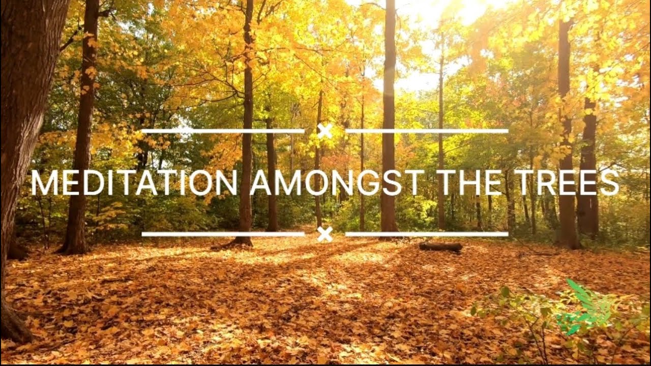 'Tranquil Tuesday' - Meditation amongst the Trees - YouTube
