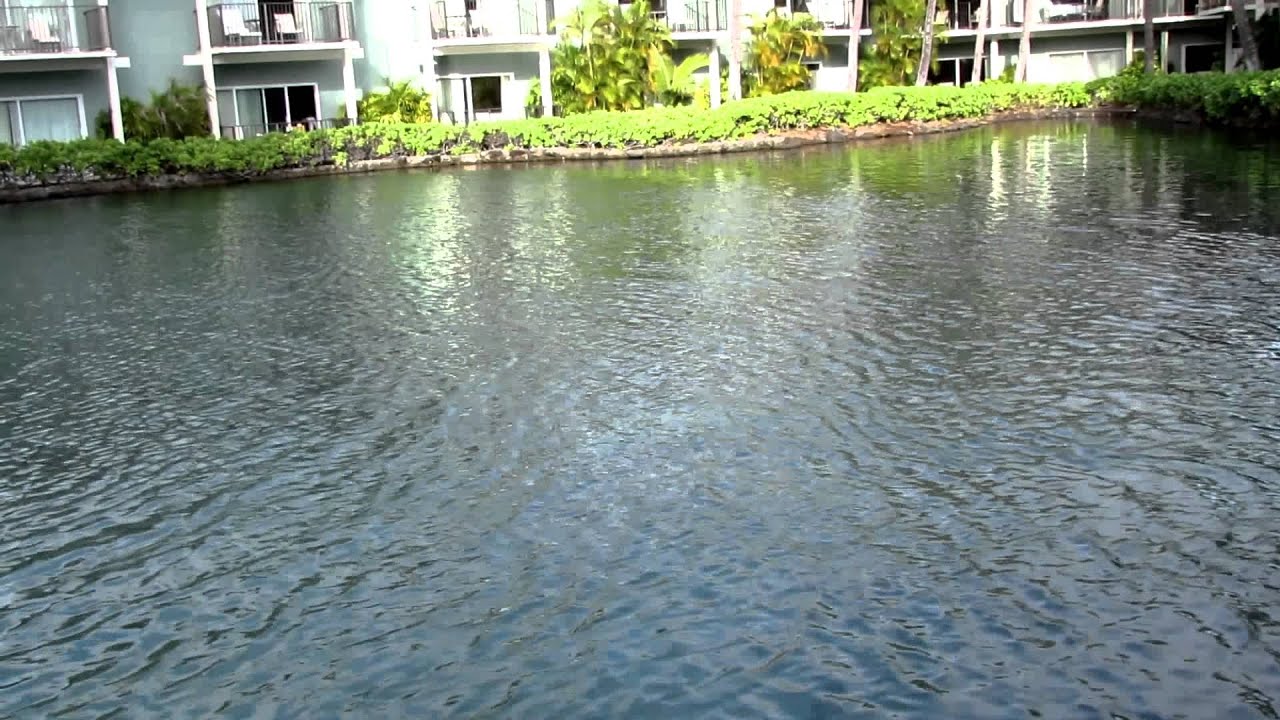 Dolpins at The Kahala Hotel & Resort's lagoon in Honolulu, Hawaii - YouTube