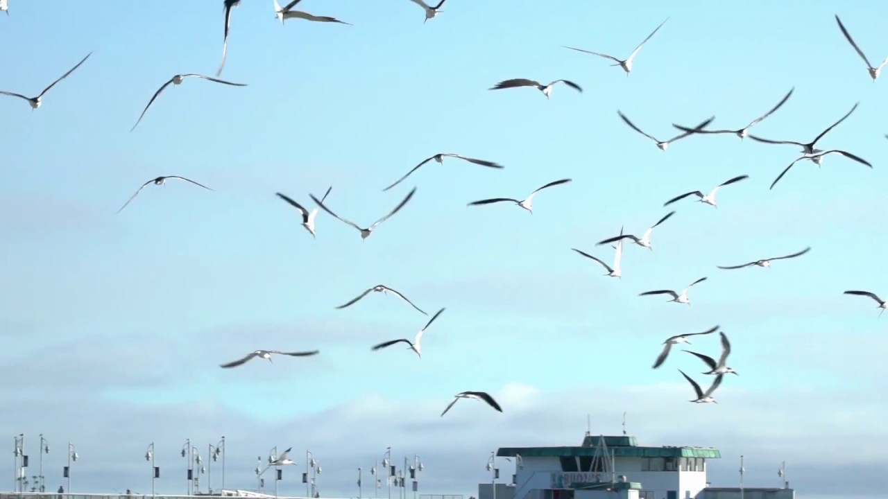 Waves and seagulls on the beach. Soothing ocean sounds: sea seagulls ...