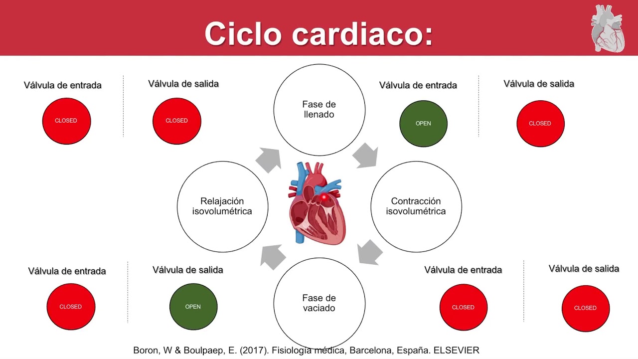 Corazón como bomba - YouTube
