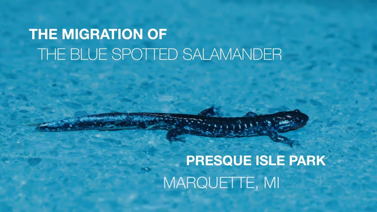 The Migration of The Blue Spotted Salamander | Marquette Michigan - YouTube