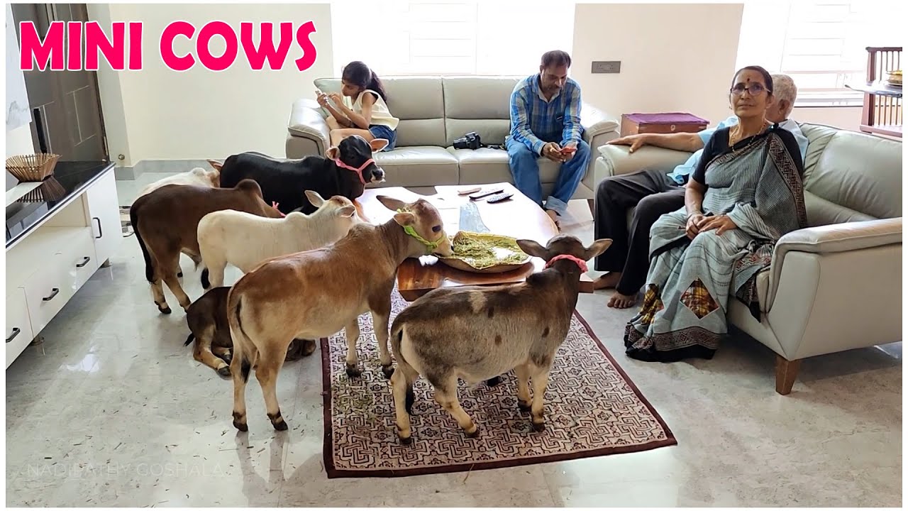 Amazingly Cute Miniature Cows in Villa | They are so Short & Friendly 😍 ...