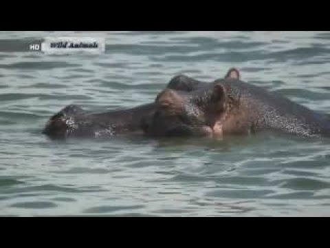 Hippo Paradise - YouTube