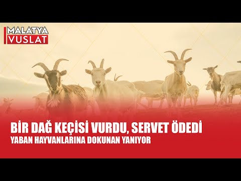 Bir Dağ Keçisi Vurdu, Servet Ödedi - Yaban Hayvanlarına Dokunan Yanıyor - Malatya Vuslat