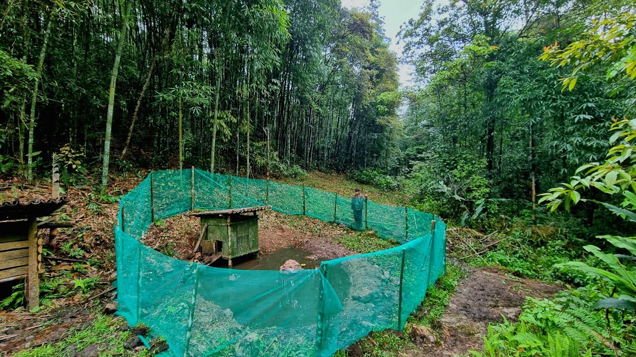 duck farm fence construction | live in the forest with nature. episode ...