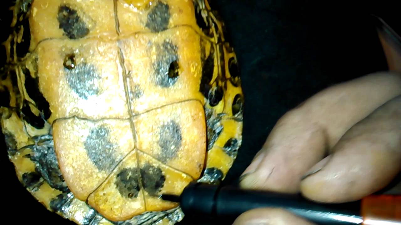 Turtle shell rot fix with bondic - YouTube