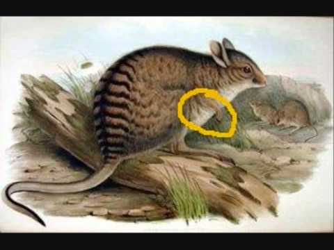 Australian Megafauna - YouTube