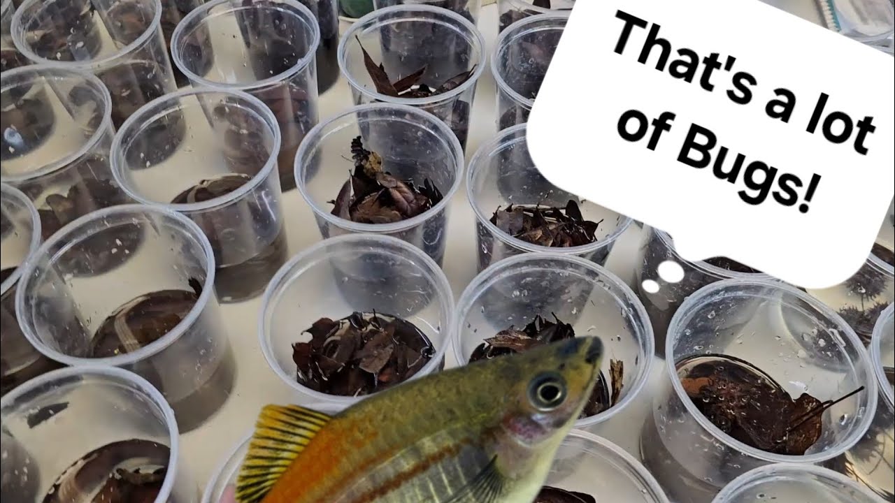 Sneak Peek at Assembling Live Scud/Microfauna Cultures - YouTube