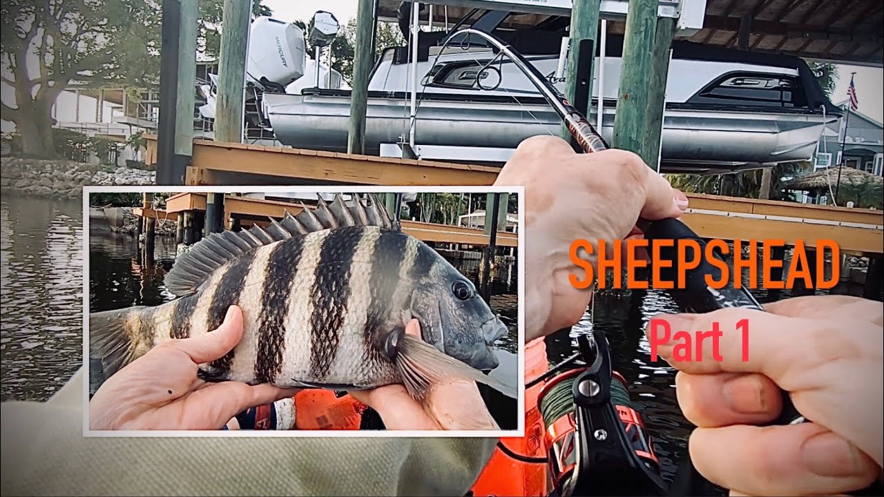 BIG SHEEPSHEAD are Stacked Here in TARPON SPRINGS, Florida 🎣🏖️ Part 1 ...