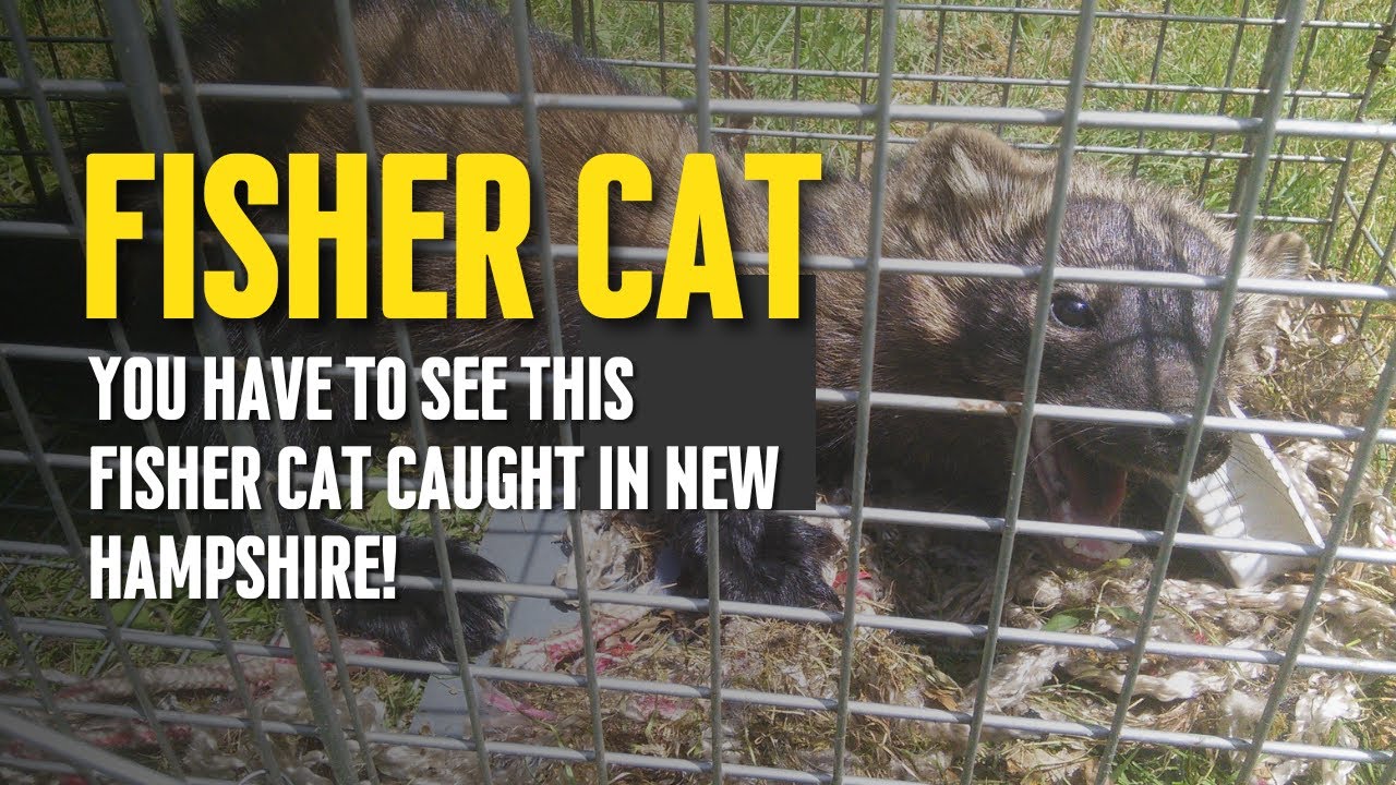 Fisher Cat Video of Animal with Sound - Trapped in New Hampshire - YouTube