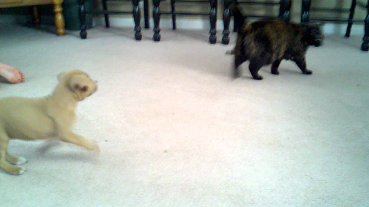Cat and dog sparing session - YouTube