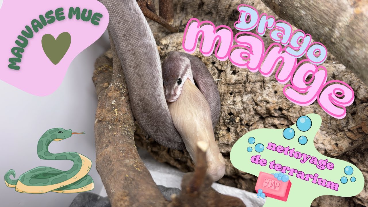 LES PYTHONS | mauvaise mue | nettoyage | Drago mange - YouTube