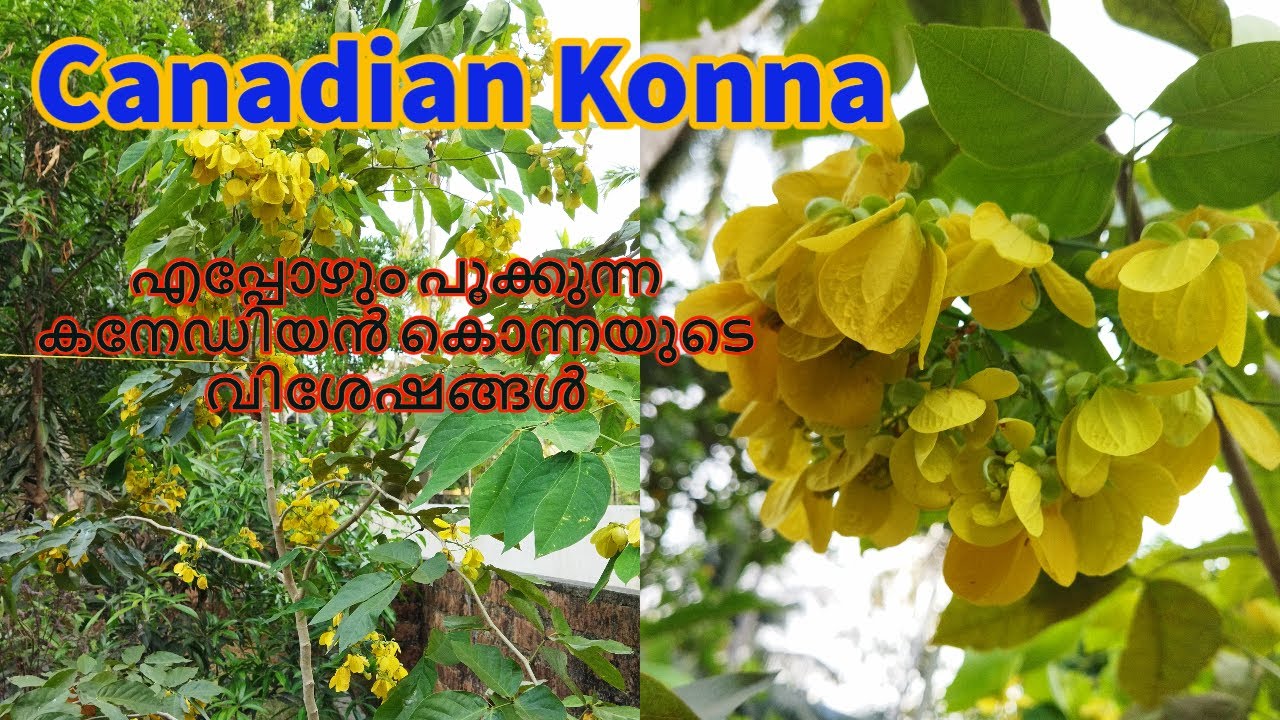 Canadian Konna യുടെ വിശേഷങ്ങൾ | Flowering Tree | Yellow Flower ...