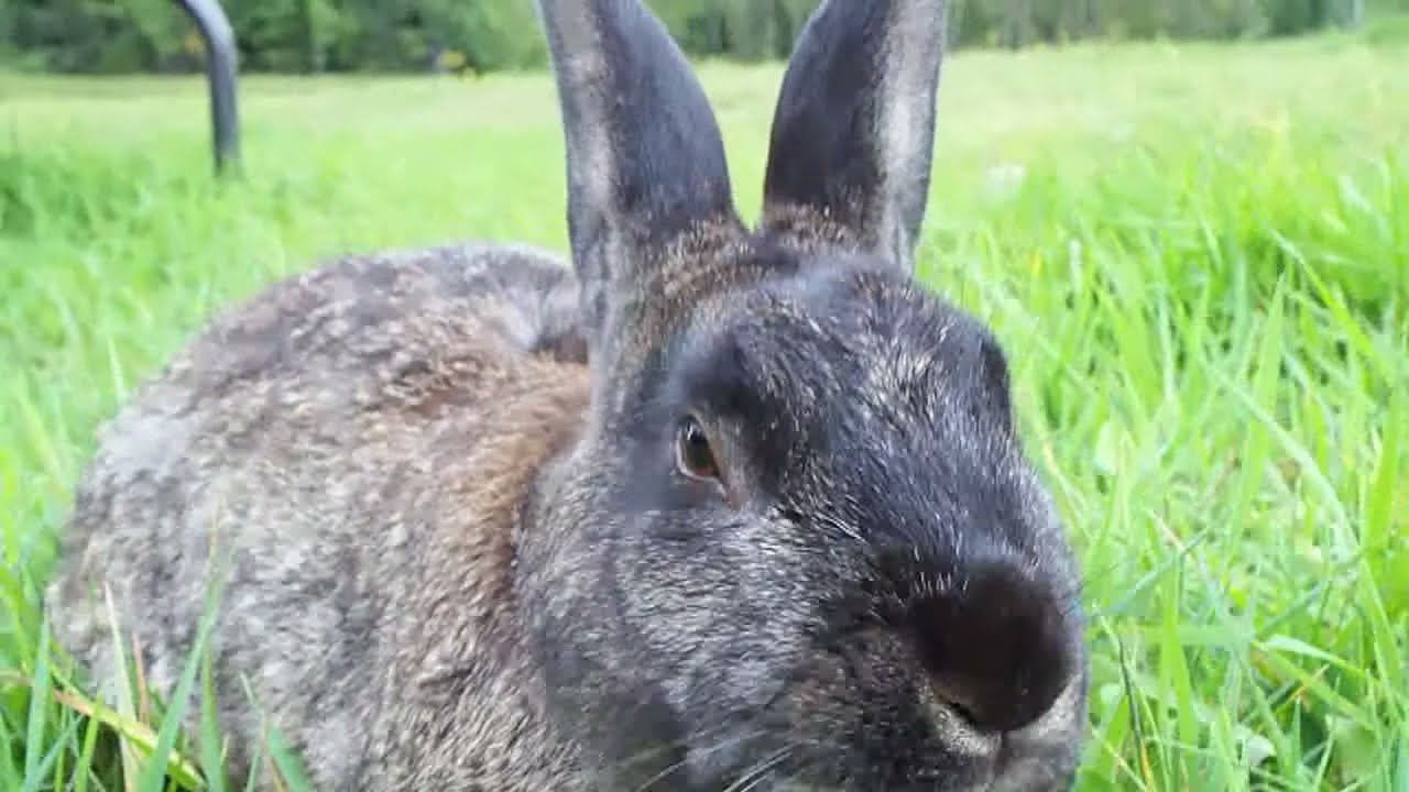Big Black Rabbit Eating Carrot - YouTube
