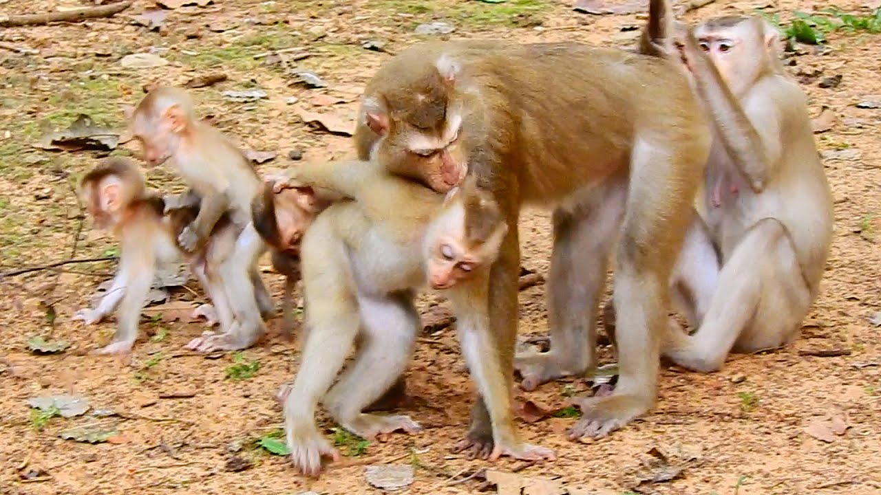 Oh god..! What happen to poor baby monkey, Pitiful really want to go out... - YouTube