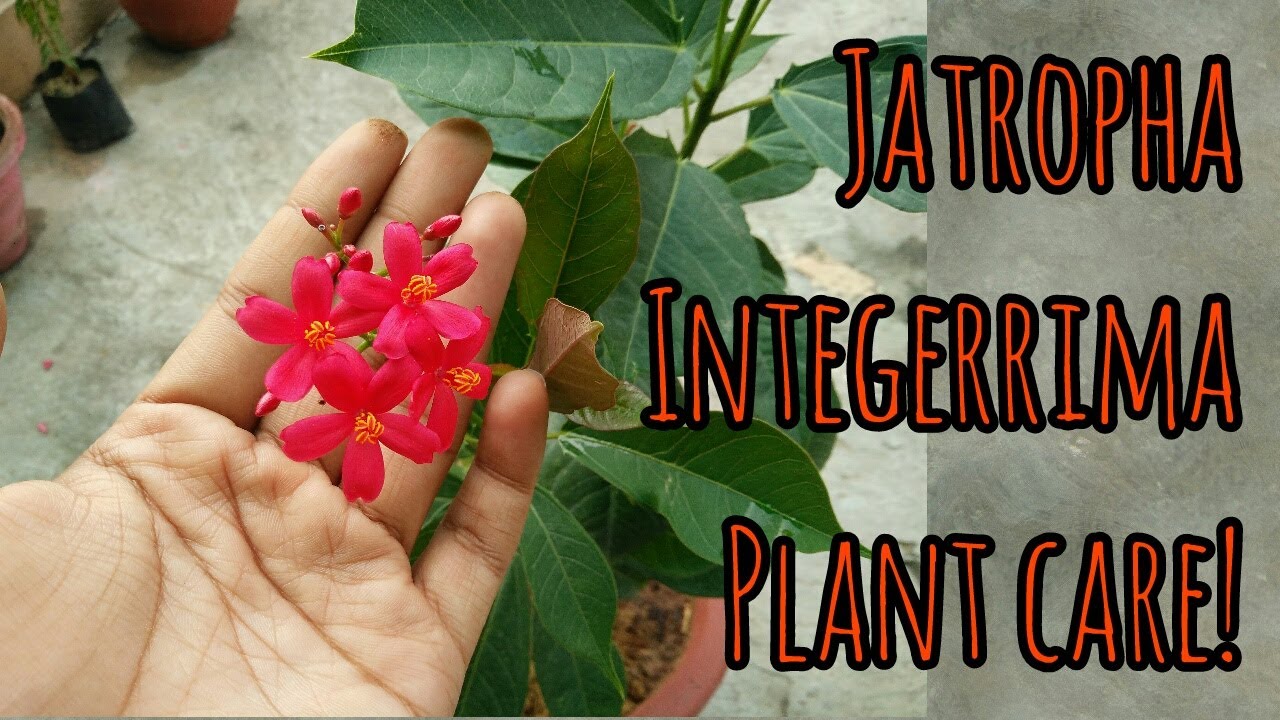 How to grow Jatropha Integerrima /Peregrina(Biodiesel Plant)in a pot ...