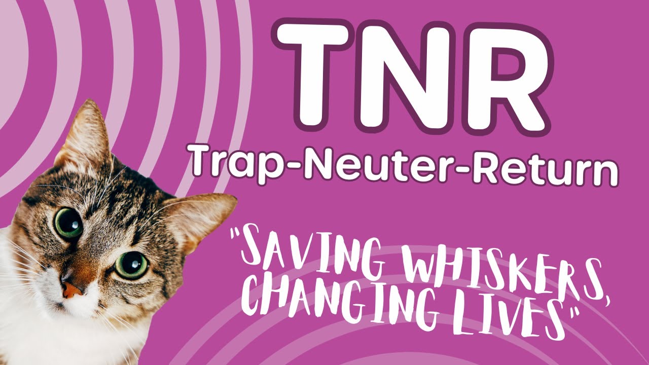 TNR (trap-neuter-return) a humane solution to the stray and homeless ...