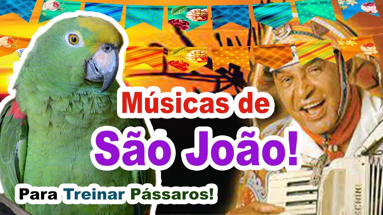 Canto papagaio - 5 assobios de São João para destravar papagaios ...
