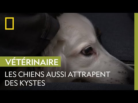 Comment soigner un kyste sur le dos d'un chien ? - YouTube
