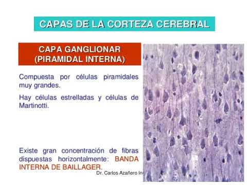 las capas de la corteza cerebral y los tipos de neuronas. - YouTube