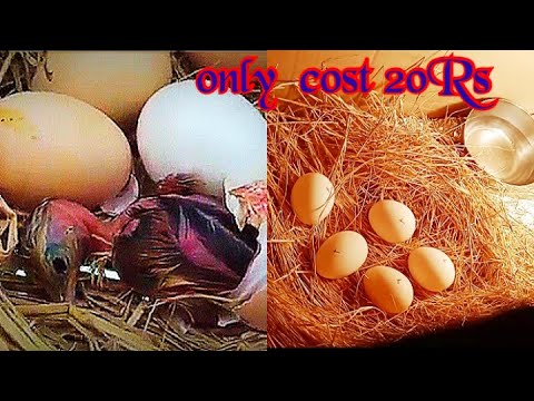Incubator||home made incubator||cardboard incubator|| - YouTube