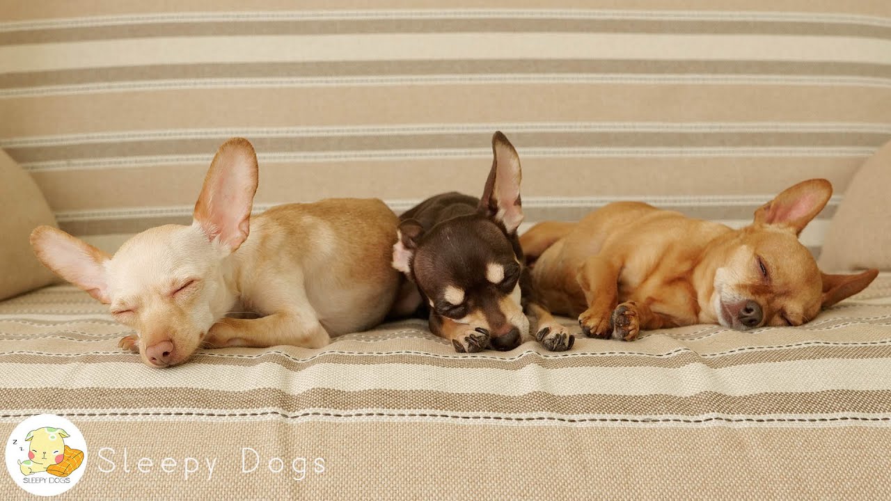 12 HOURS of Deep Sleep Dog Calming Music🐶🎵Anti Separation Anxiety ...