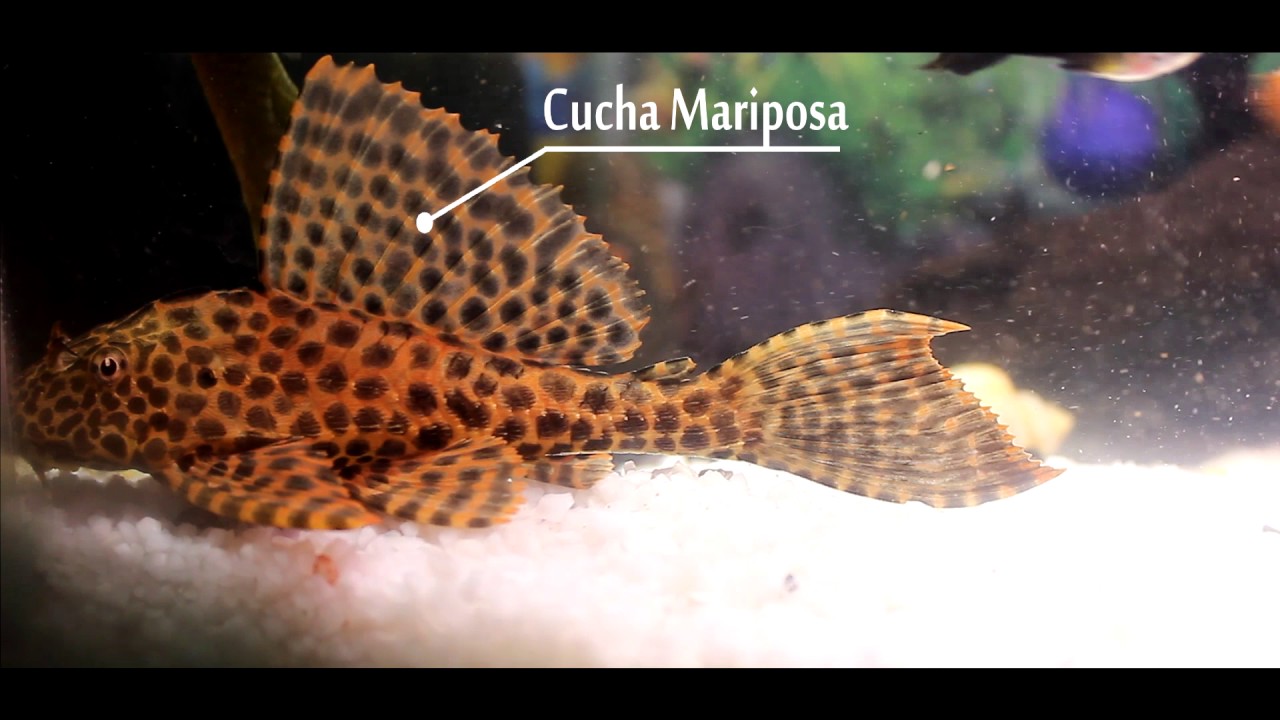 tipos de cuchas hobby pez - YouTube