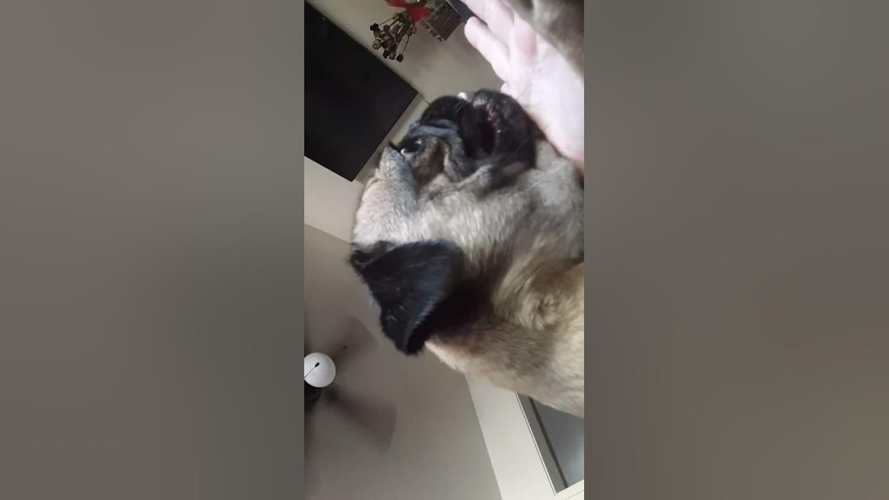 Wild pug attack! - YouTube