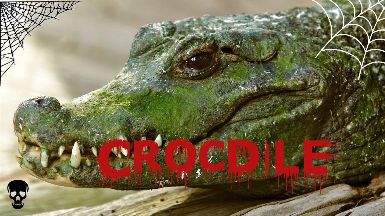 Dwarf Crocodile: Discover The Fascinating World of These Miniature ...